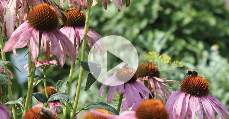 Do plants produce nectar every day? | Morgridge Institute for Research