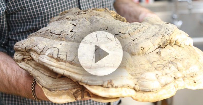 Do trees get viruses? | Morgridge Institute for Research