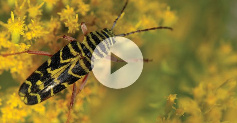 How do beetles use camouflage? | Morgridge Institute for Research