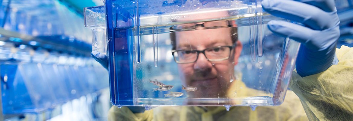 Model organisms: Peculiar creatures, big discoveries | Morgridge ...