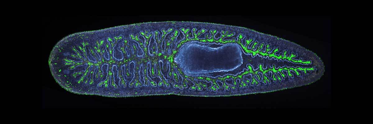 Model organisms: Peculiar creatures, big discoveries – Morgridge ...